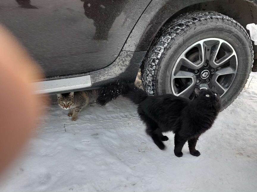 Кошки