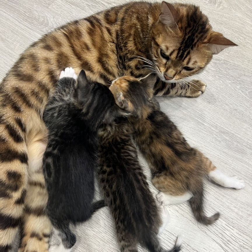 Ктята от Бенгальской кошки