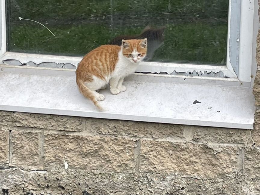 Котенок ищет дом