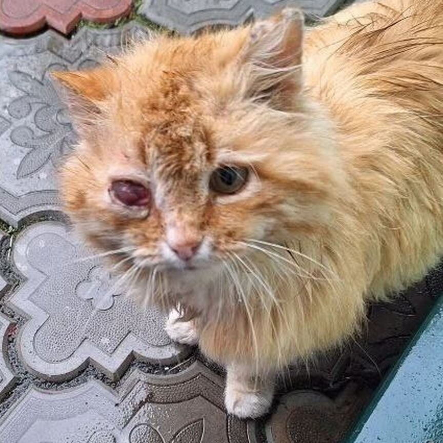 Взрослый кот в добрые руки