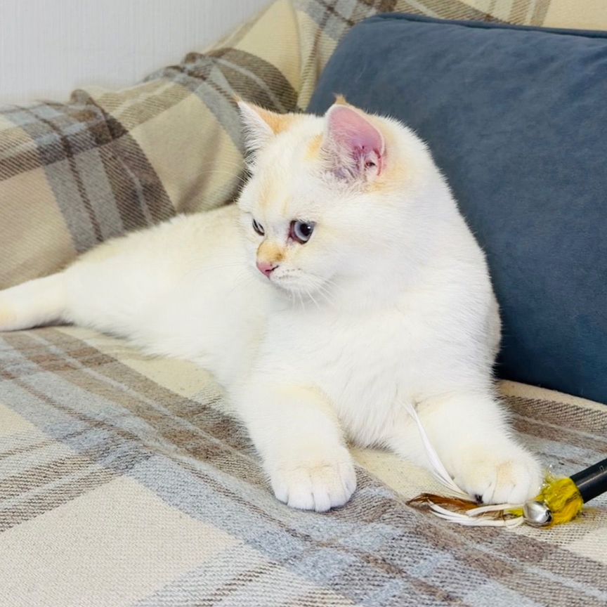 Британский короткошёрстный, взрослый кот