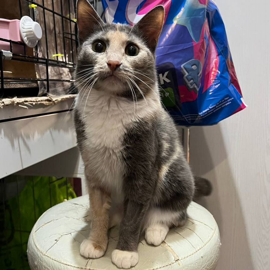 Взрослая, Девочка кошка в добрые руки