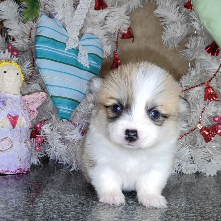 Расписные малыши вельш корги пемброк бобтейл