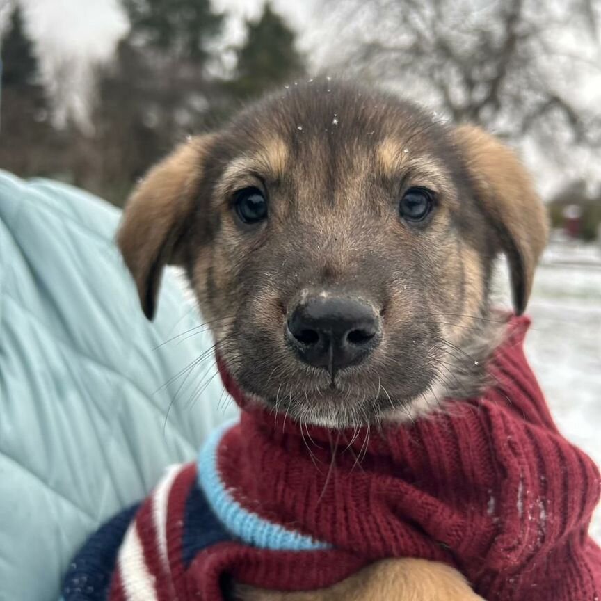 Щенок мальчик в добрые руки