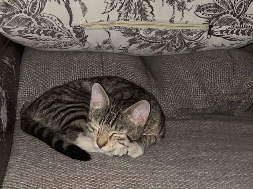 Котенок 4 мес