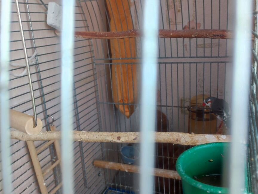 Зебровые амадины