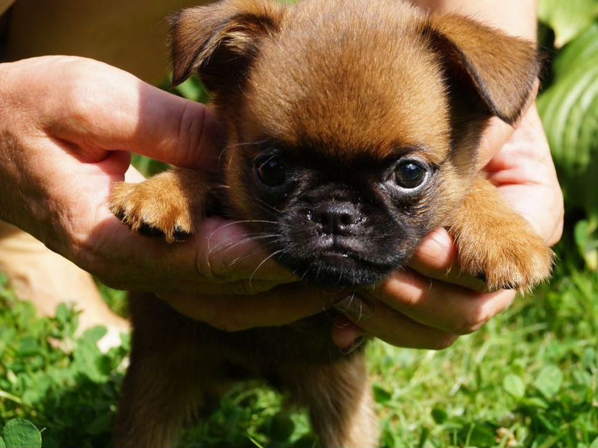 Брабансончики курносенькие щенятки