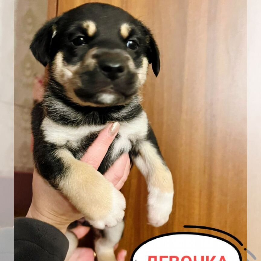 Щенок в добрые руки