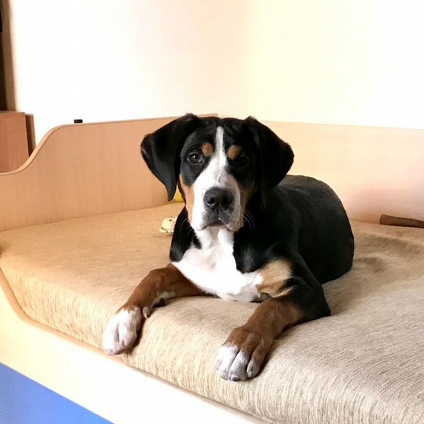 Зенненхунд большой швейцарский