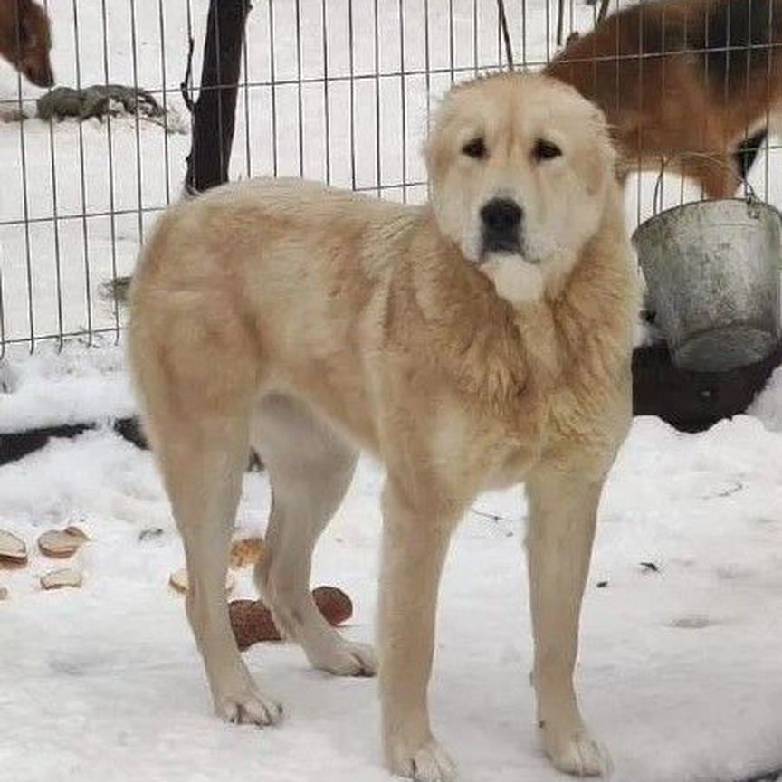 Собака