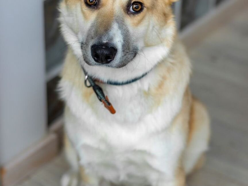 Пёсик Коржик 7 месяцев