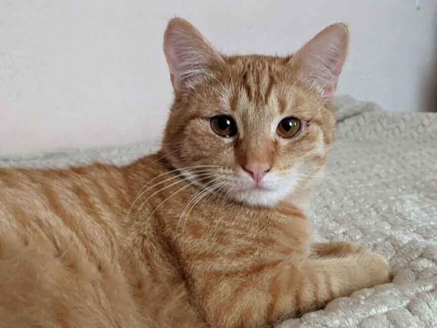 Отдам даром кота