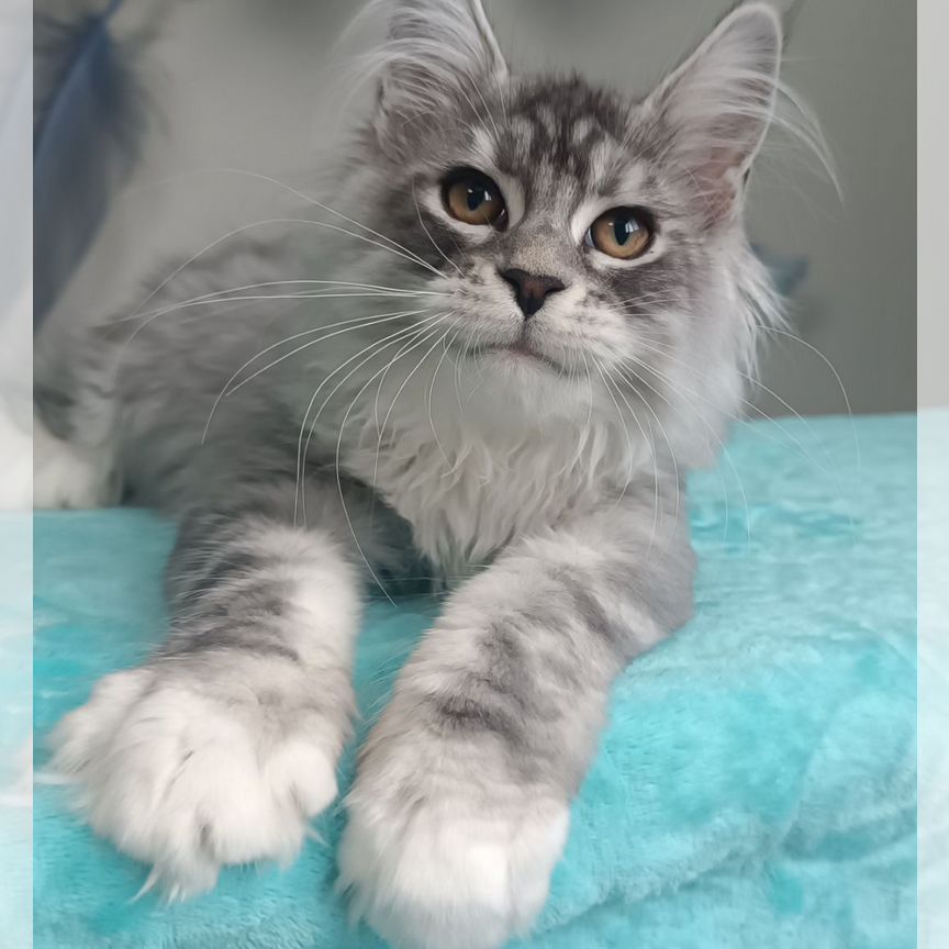 Мейн-кун котёнок