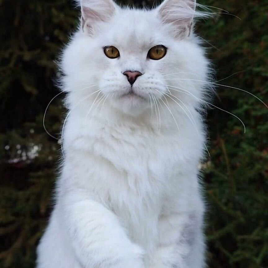 Мейн-кун мальчик ns11 в разведение брид