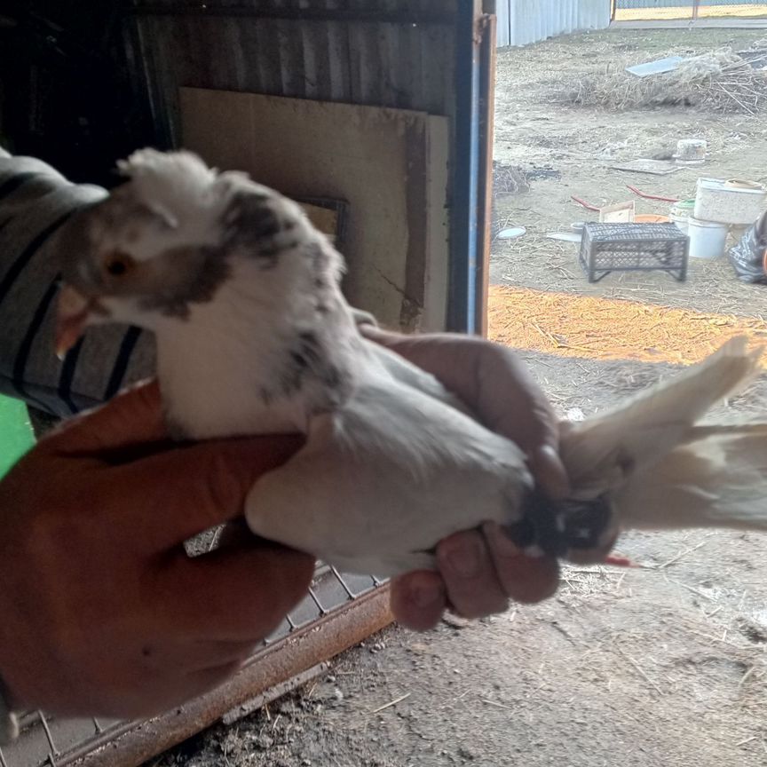 Голуби николаевские чупатые