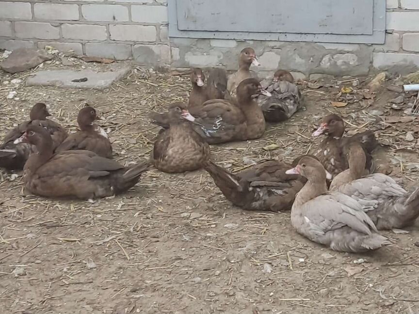 Индоутки, мускусные утки на племя или на мясо