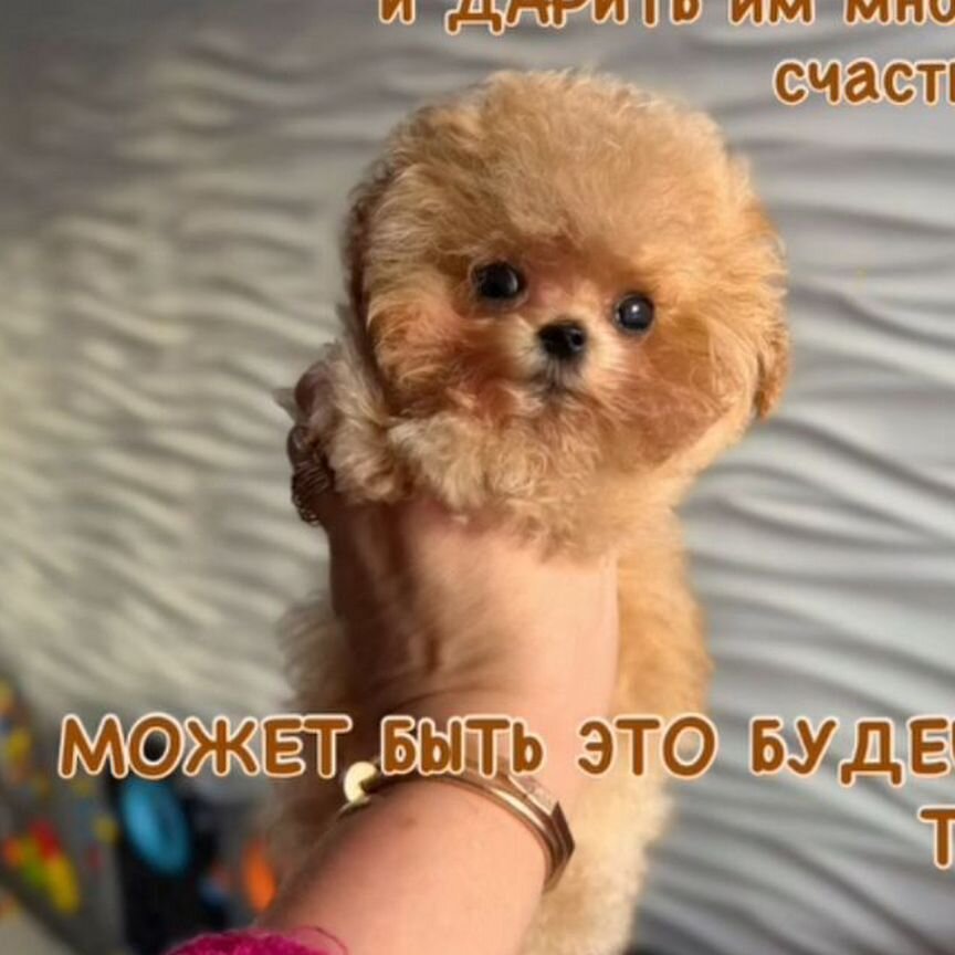 Мальтипу, щенок