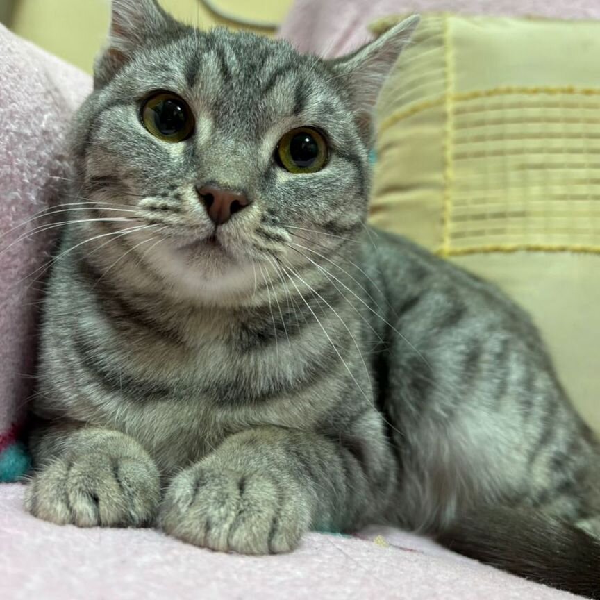 Взрослая кошка в добрые руки