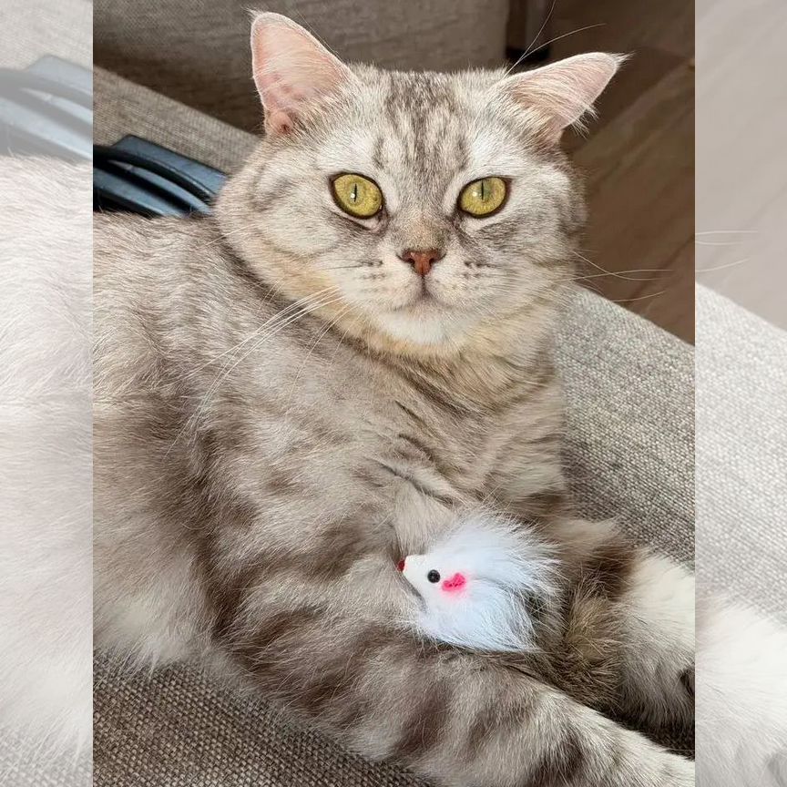 Взрослая, кошка в добрые руки