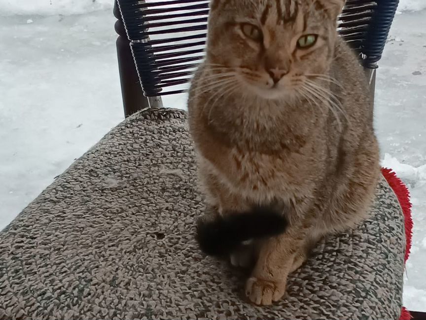 Котик очень ласковый бесплатно