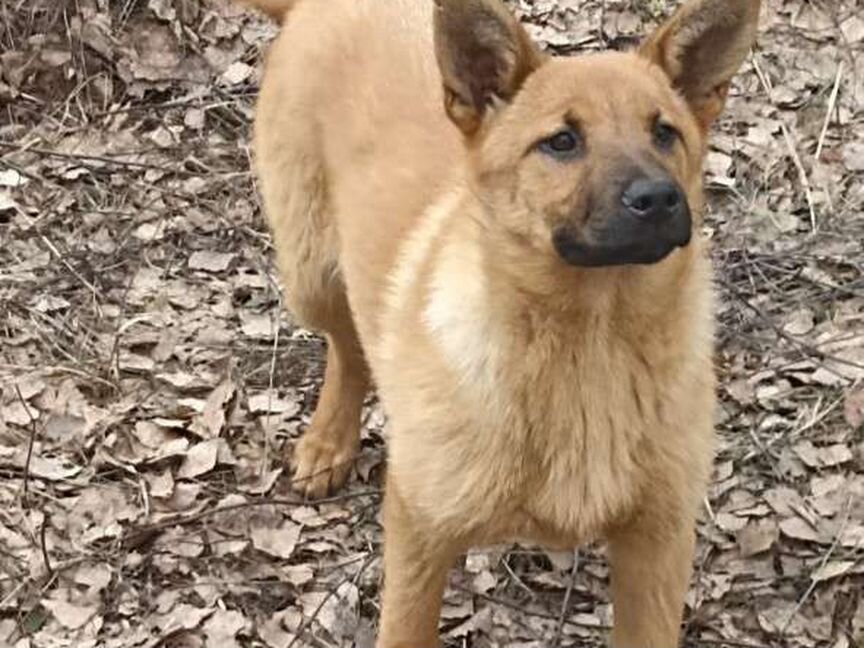 Бельгийская овчарка