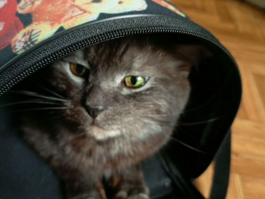 Кот для вяски батанец