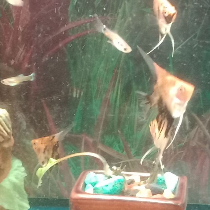 Продам скалярии