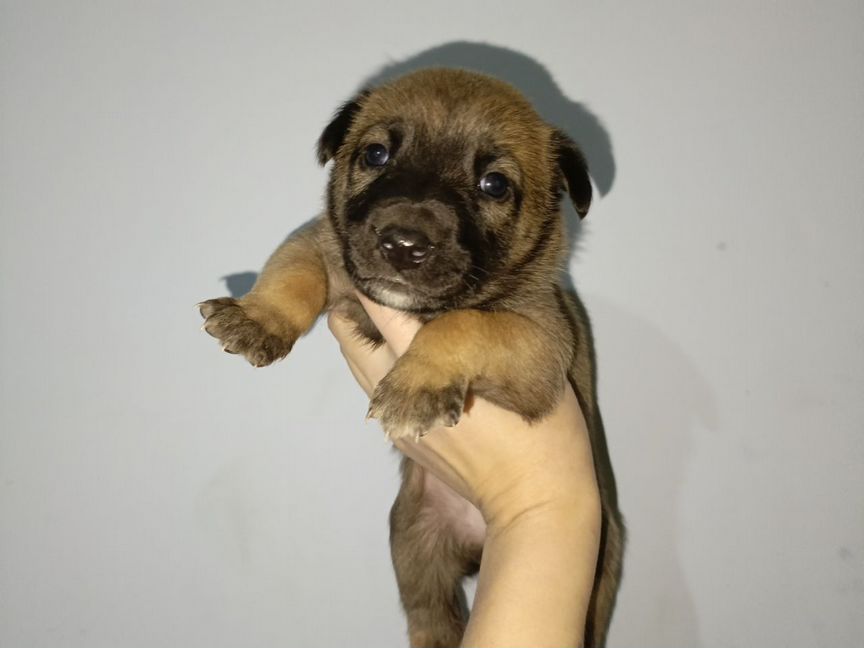 Бельгийские овчарки