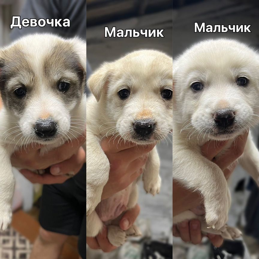 Щенки в добрые руки
