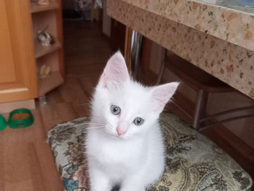 Безпородная