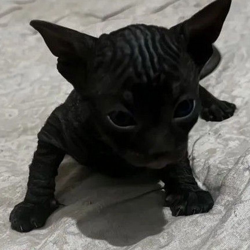 Донской сфинкс котёнок