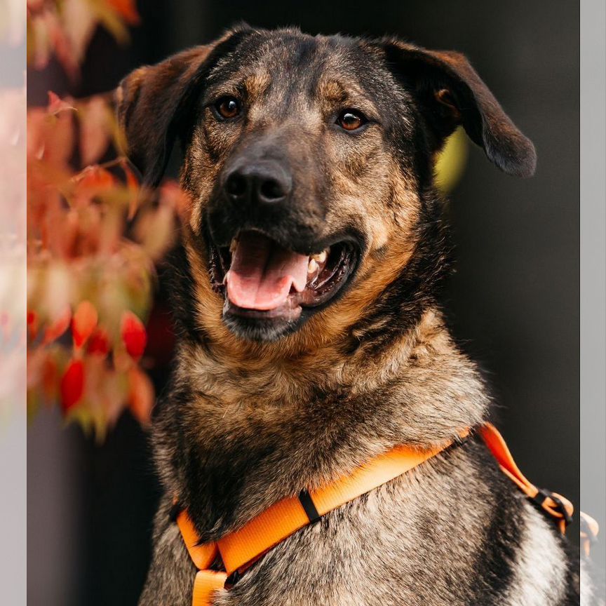 Взрослый пёс в добрые руки