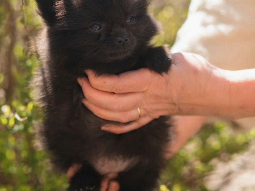 Ручные и смелые минимишки шпиц