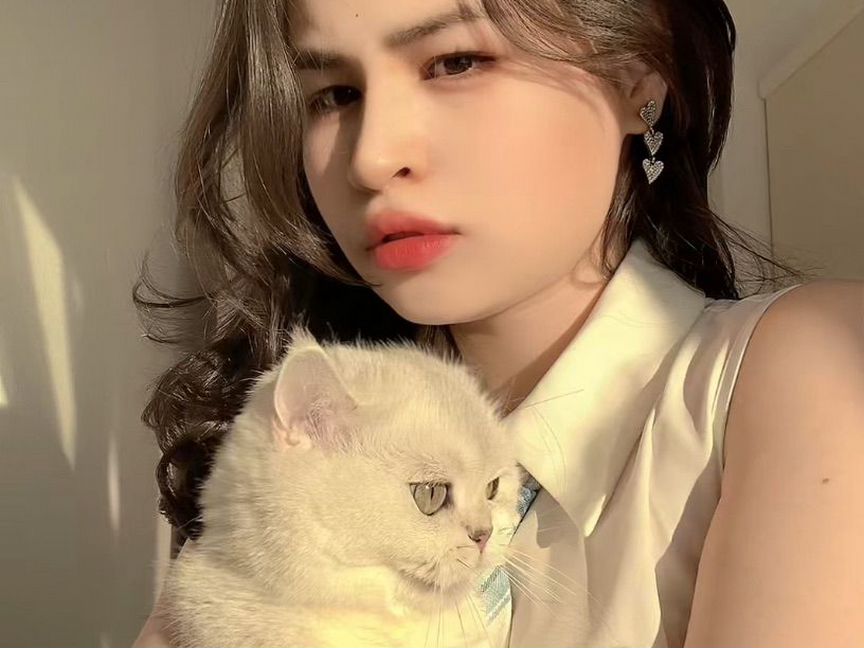 В добрые руки кошка, бритаская шиншилла