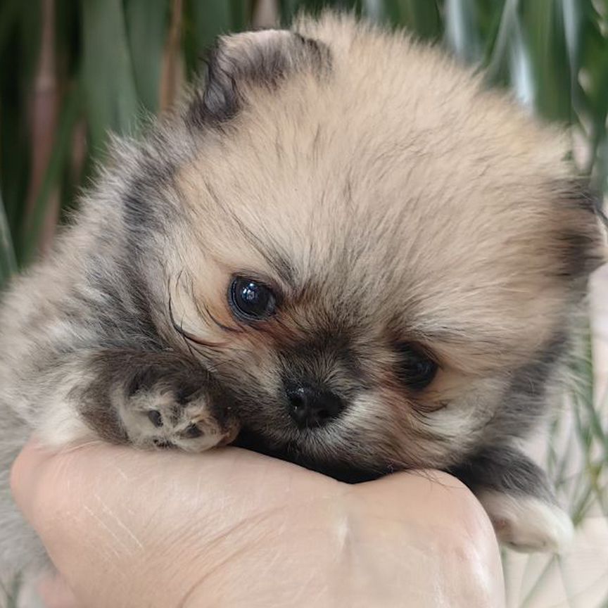 Померанский шпиц мини