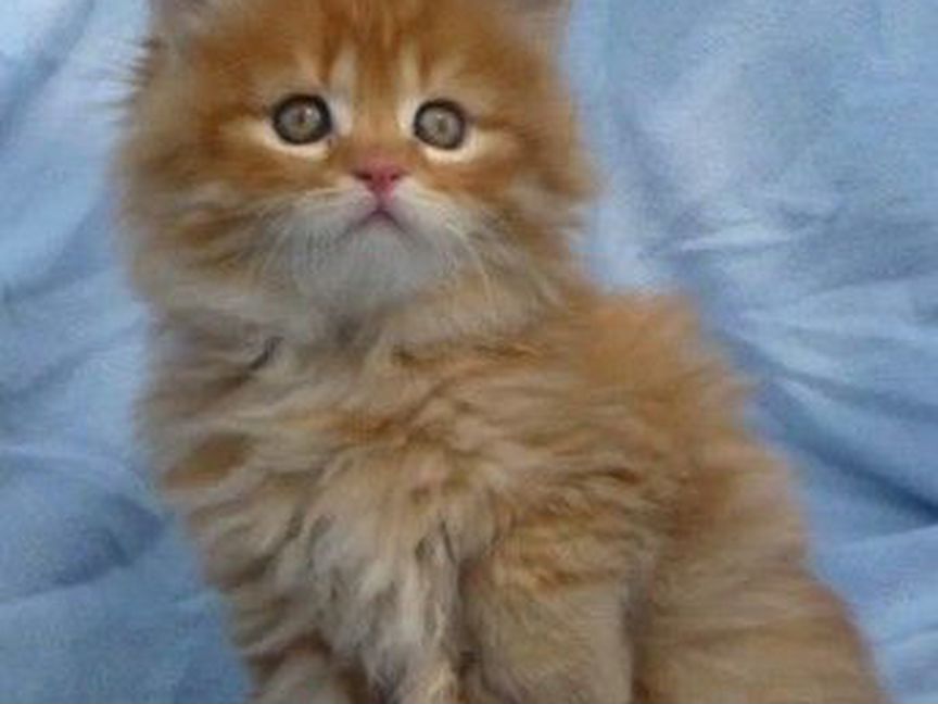 Апельсинчик