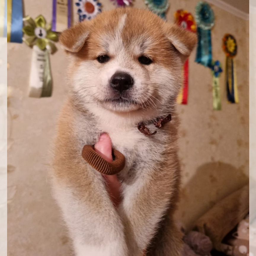 Акита-ину, щенок