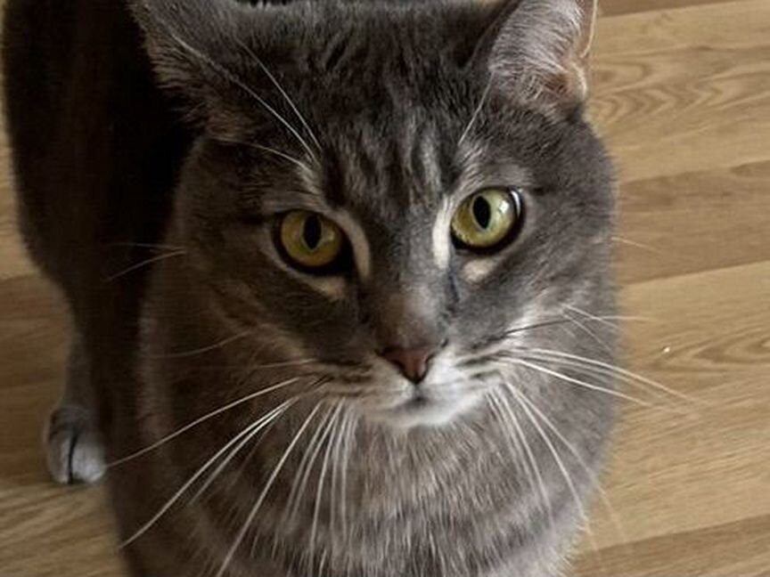 Кошку Завтра усыпят