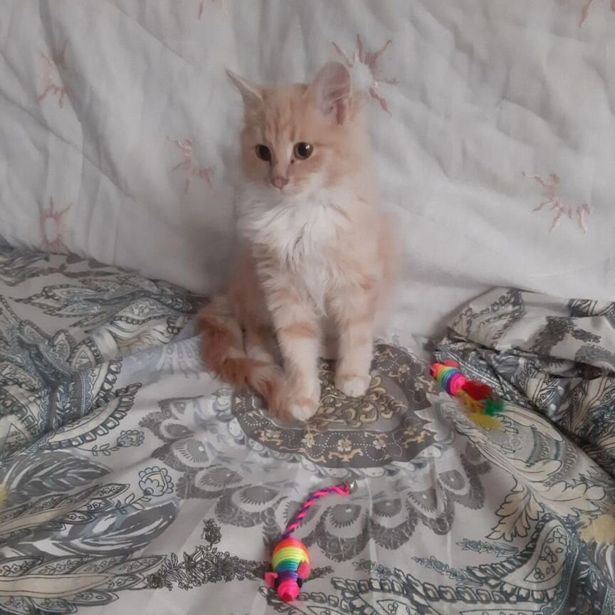 Кот персидский с мейкуном