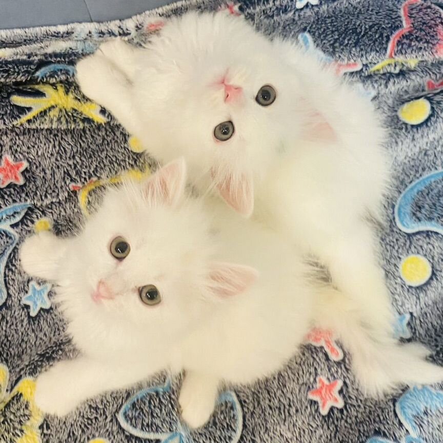 Сибирский котёнок