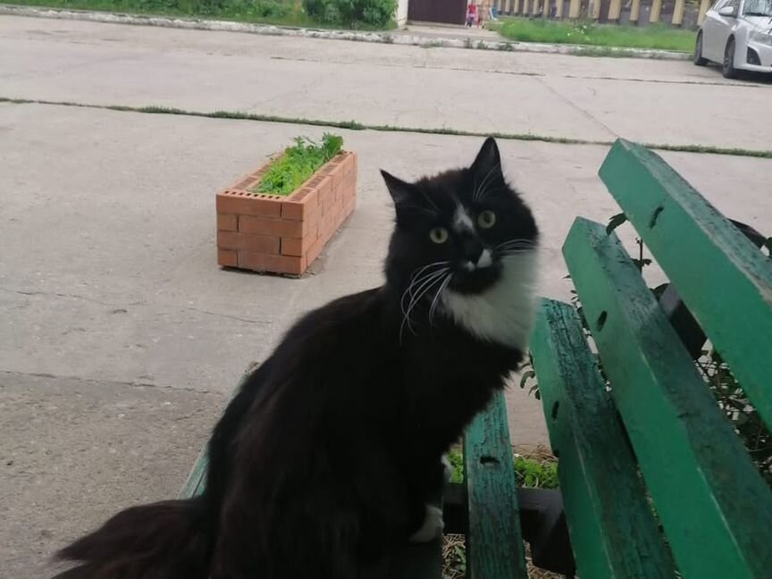 Отдаётся кошка