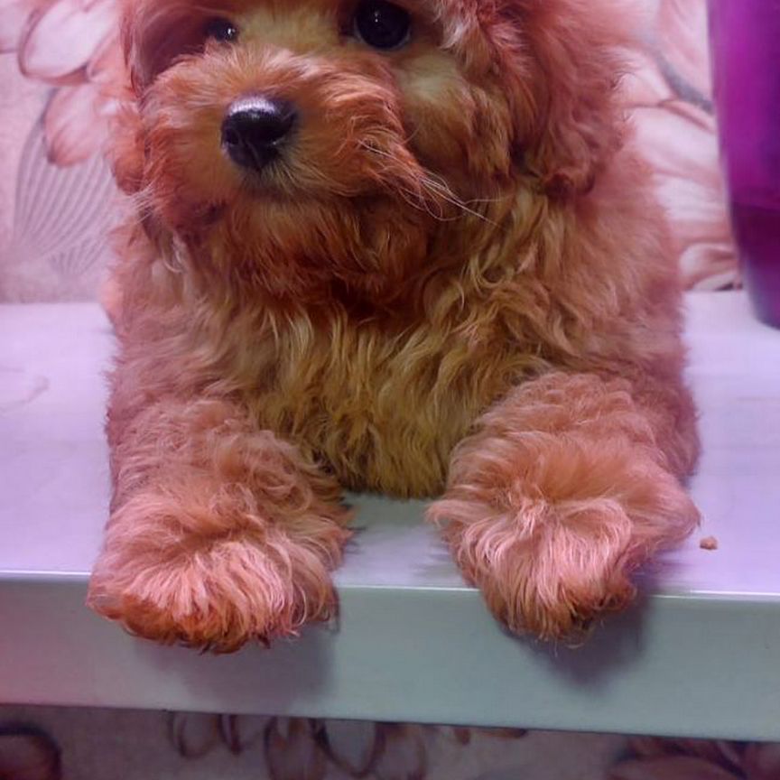 Той-пудель, щенок