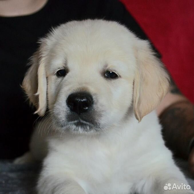 Щенки голден Ретривера 4 помёта