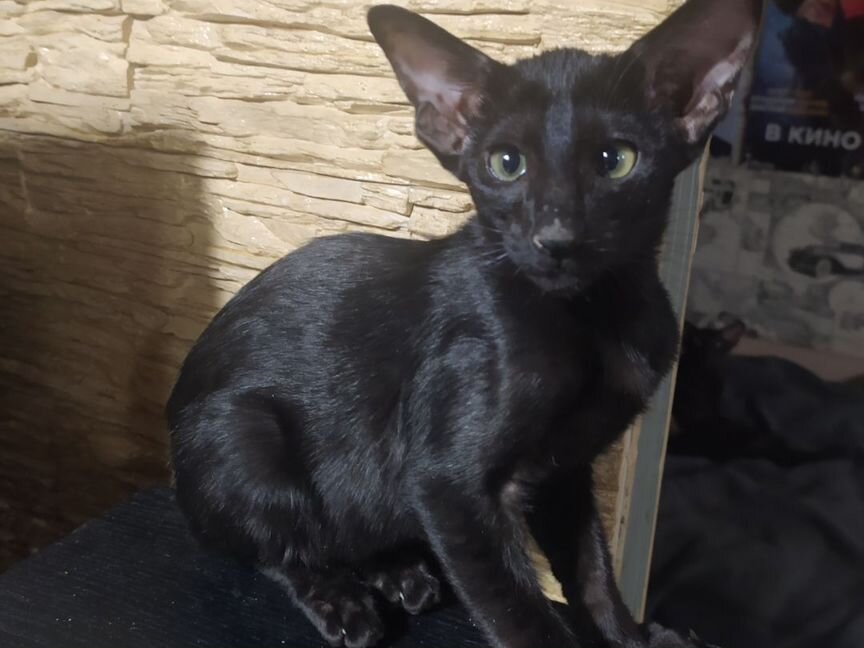 Кошки орики