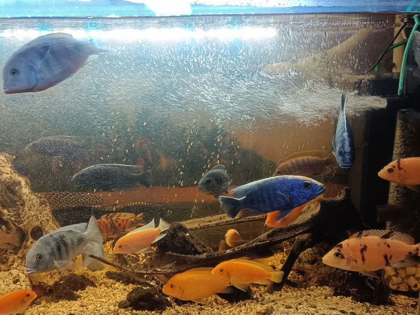 Аквариумные рыбки