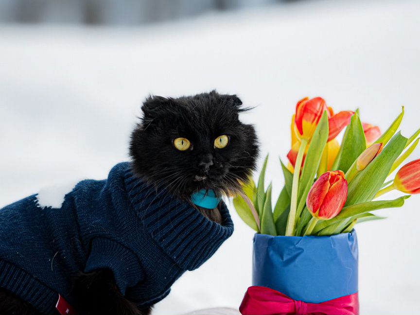 Кошечка Ульяна ищет дом
