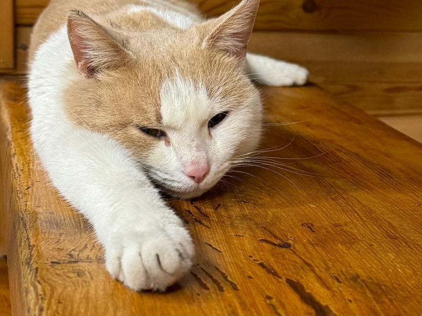 Кот ищет хозяев