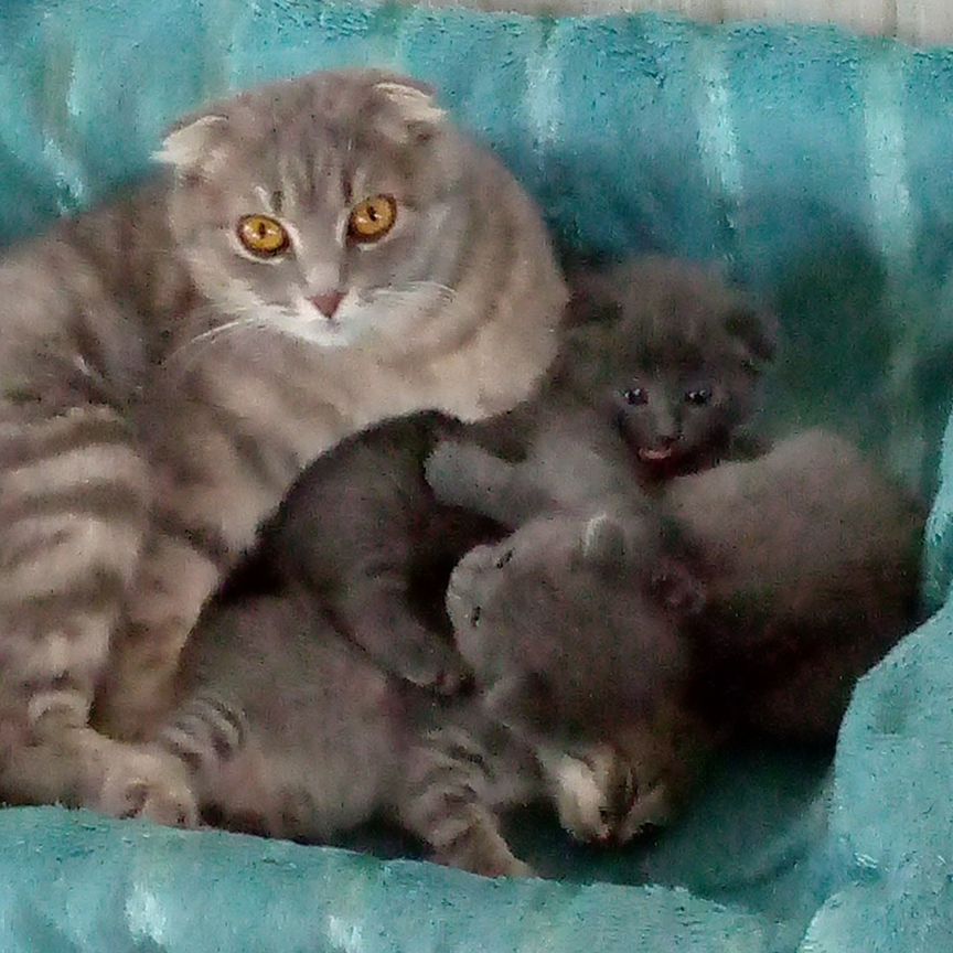 Шотландские котята