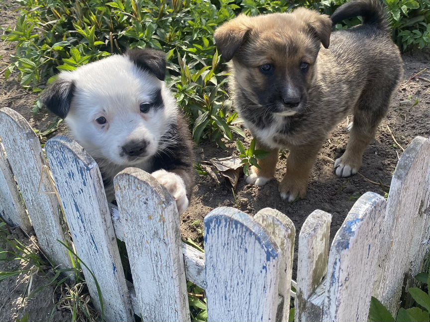 Отдам даром бесплатно щенков 2 девочки