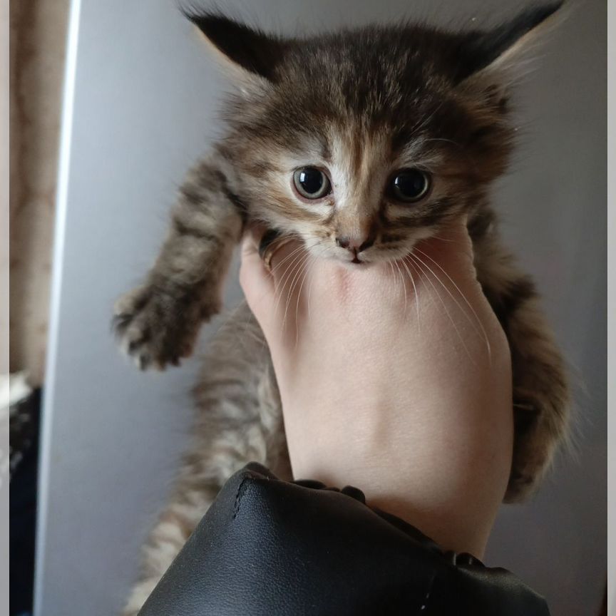 Сибирский котёнок